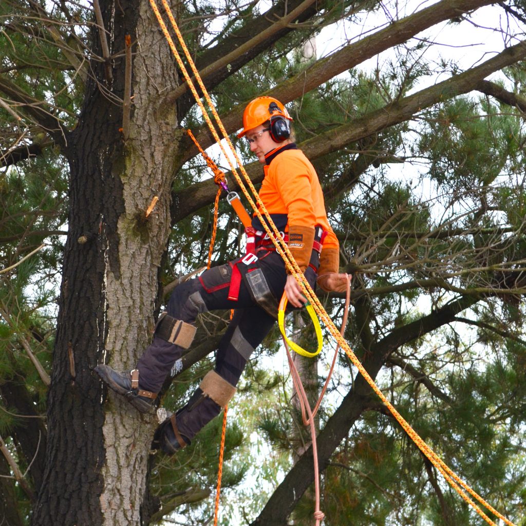 tree-felling02 - Arbortrim Training