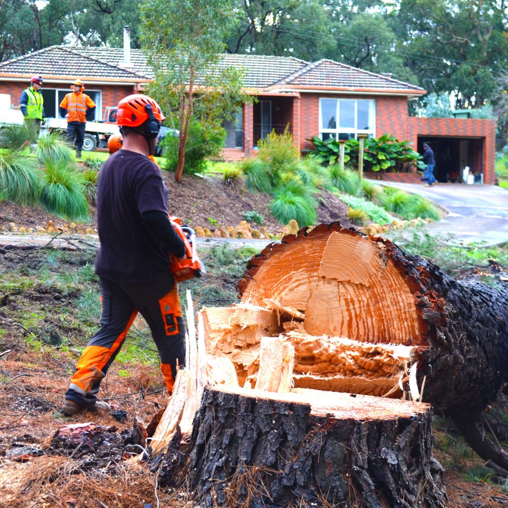 tree-felling10 - Arbortrim Training
