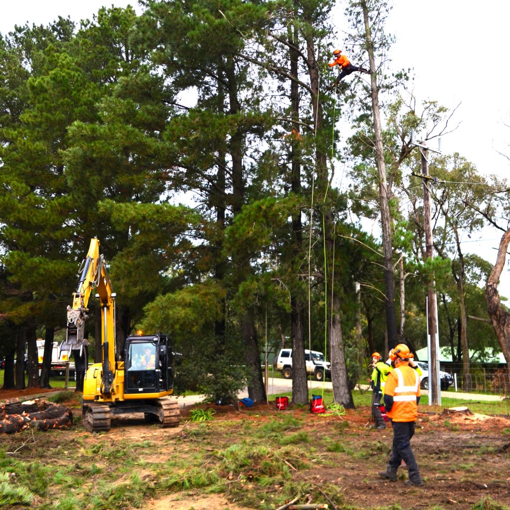 tree-felling13 - Arbortrim Training